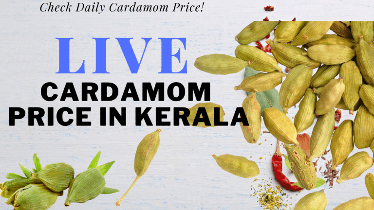 Cardamom Price In Kerala Today - Kerala Spices